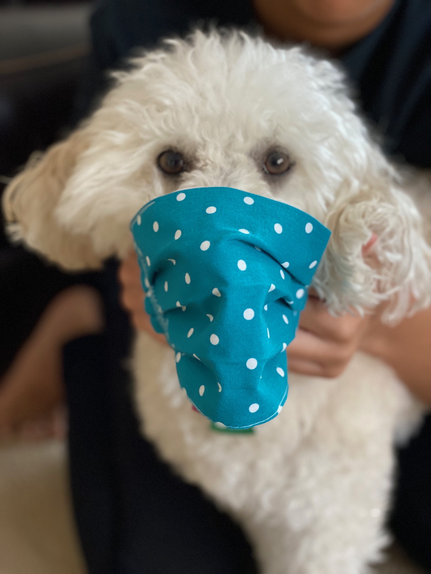 Windham Mask Squad – India Association of Greater Boston